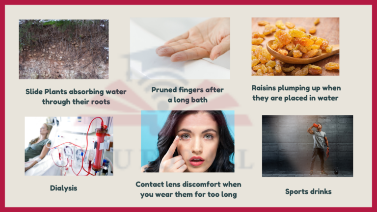 10 Examples of Osmosis In Daily Life